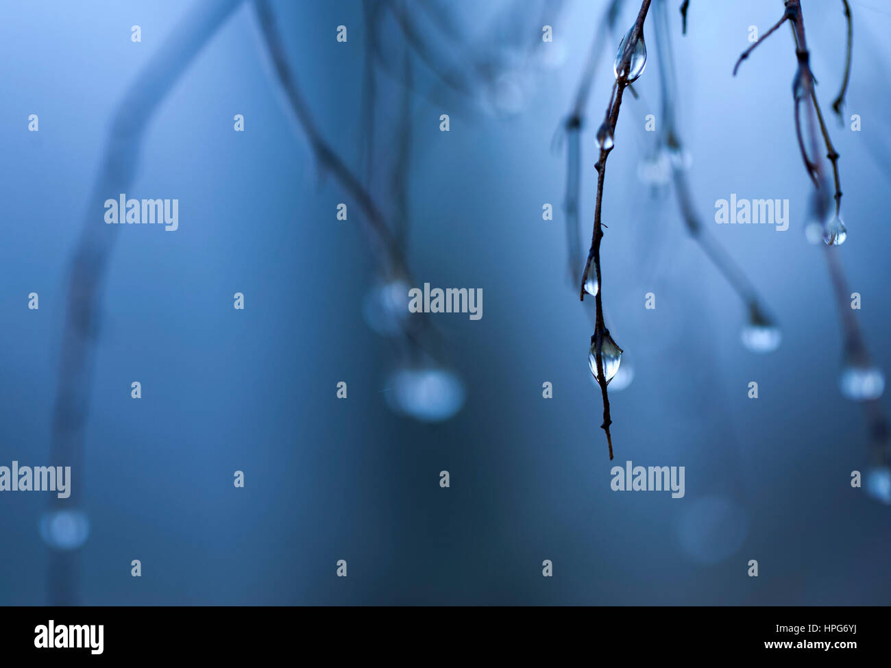 Rain tree water drop weather wet hi-res stock photography and images ...