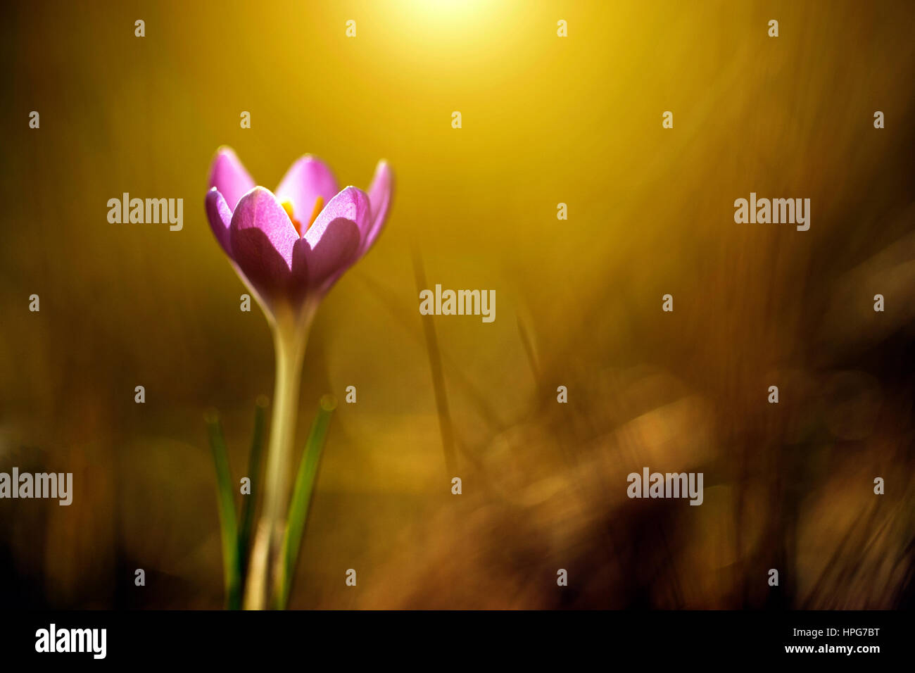 Flowers in sunset Stock Photo - Alamy