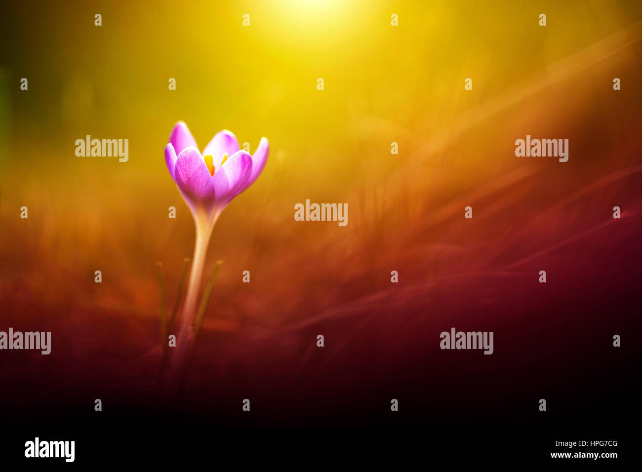 Flowers in sunset Stock Photo - Alamy