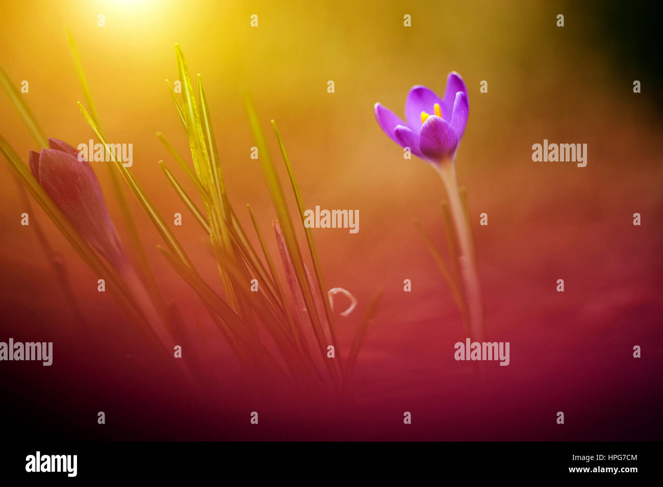 Flowers in sunset Stock Photo - Alamy