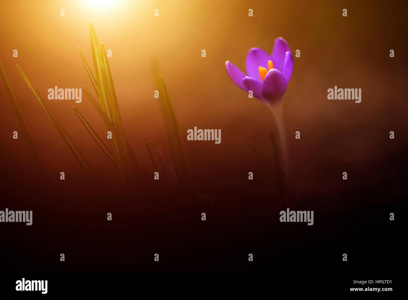 Flowers in sunset Stock Photo - Alamy