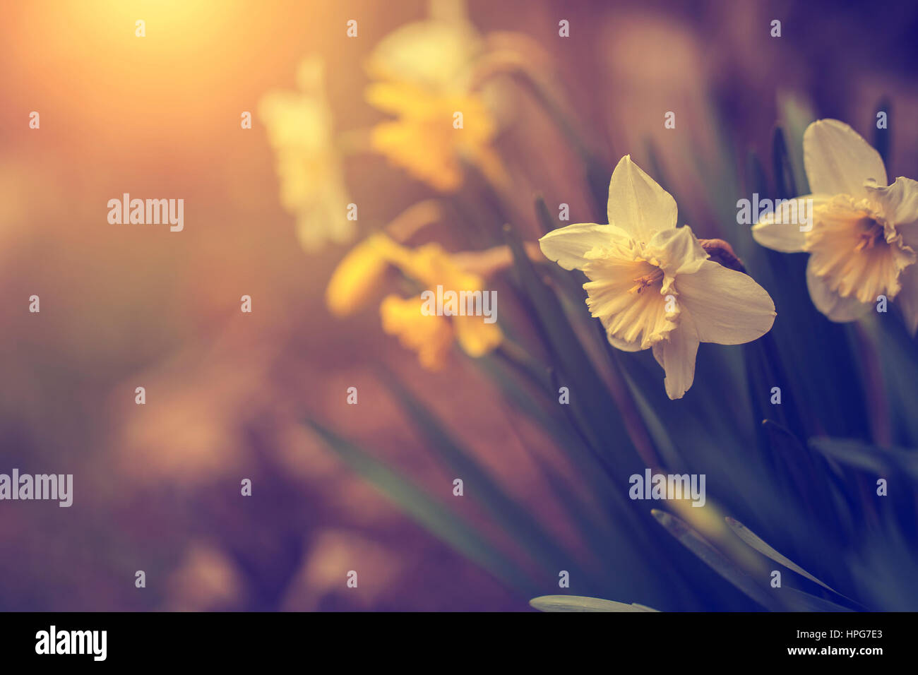 Flowers in sunset Stock Photo - Alamy