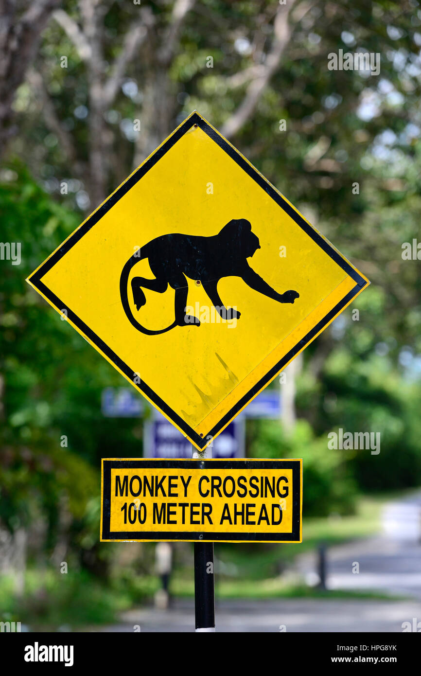 South-East Asia, Malaysia, Langkawi archipelago, close-up on a 'monkey ...