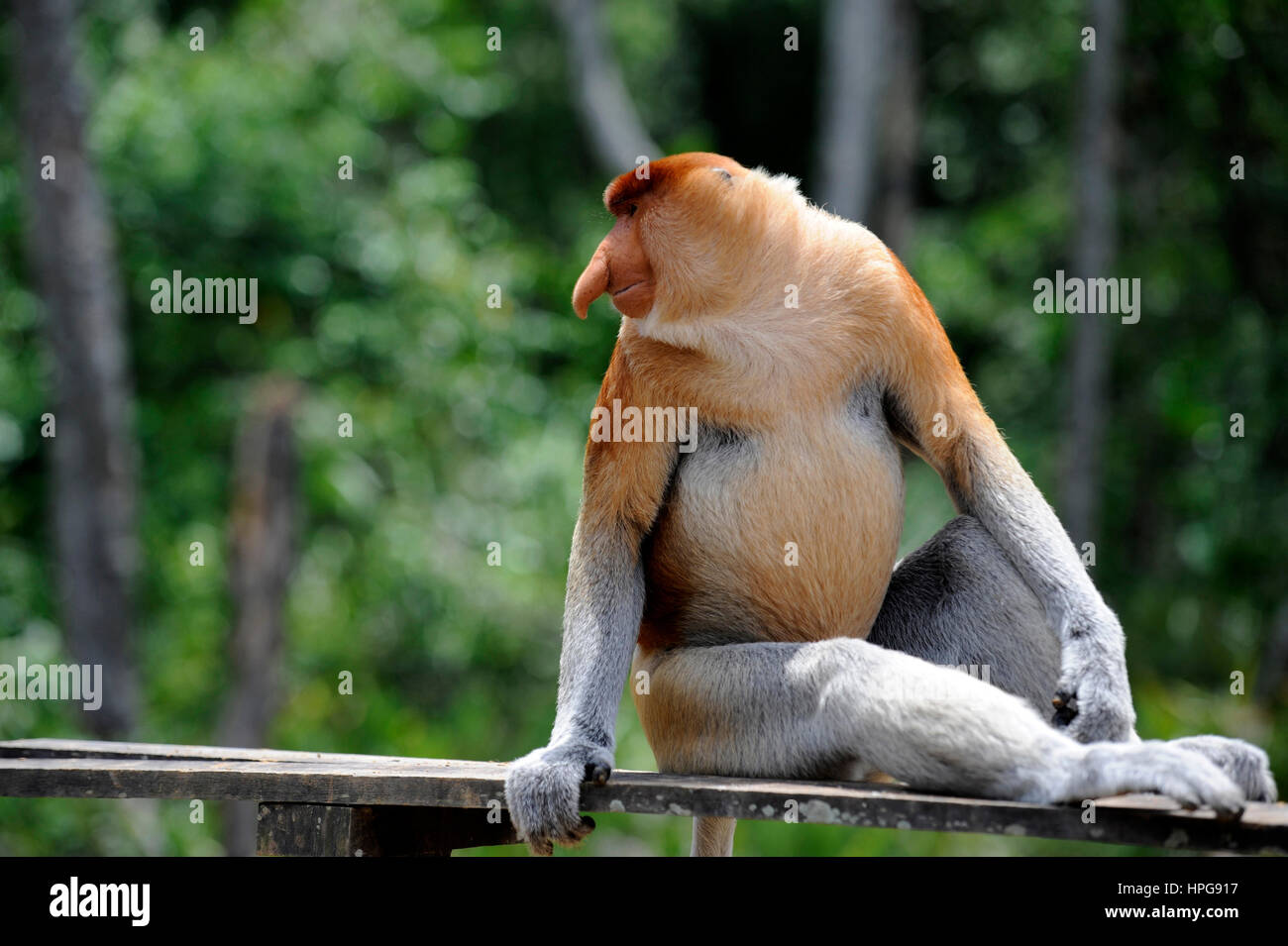 South-East Asia, Malaysia, Borneo, Sabah, Labuk Bay, Natural Reserve ...