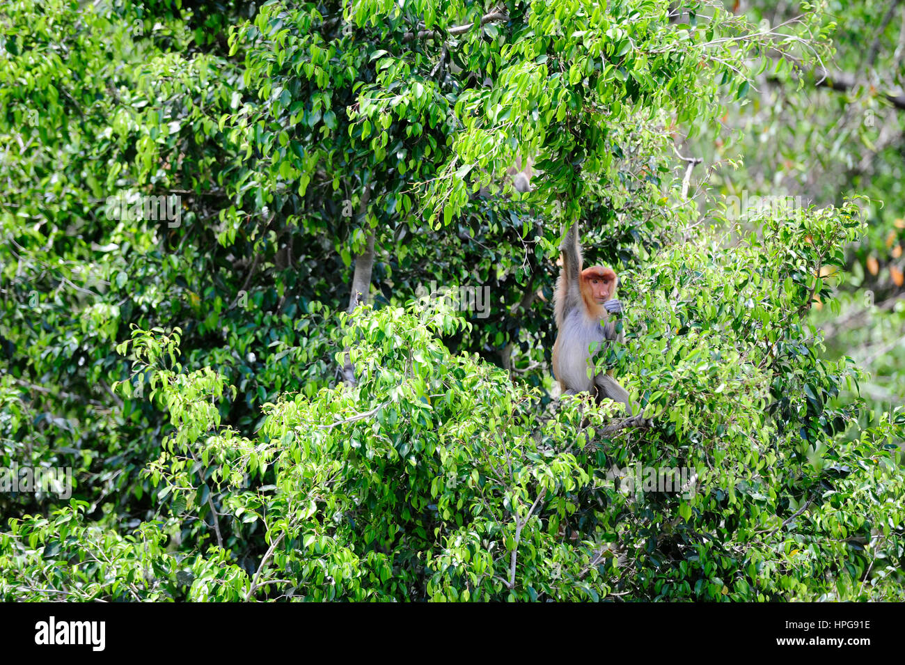South-East Asia, Malaysia, Borneo, Sabah, Labuk Bay, Natural Reserve ...