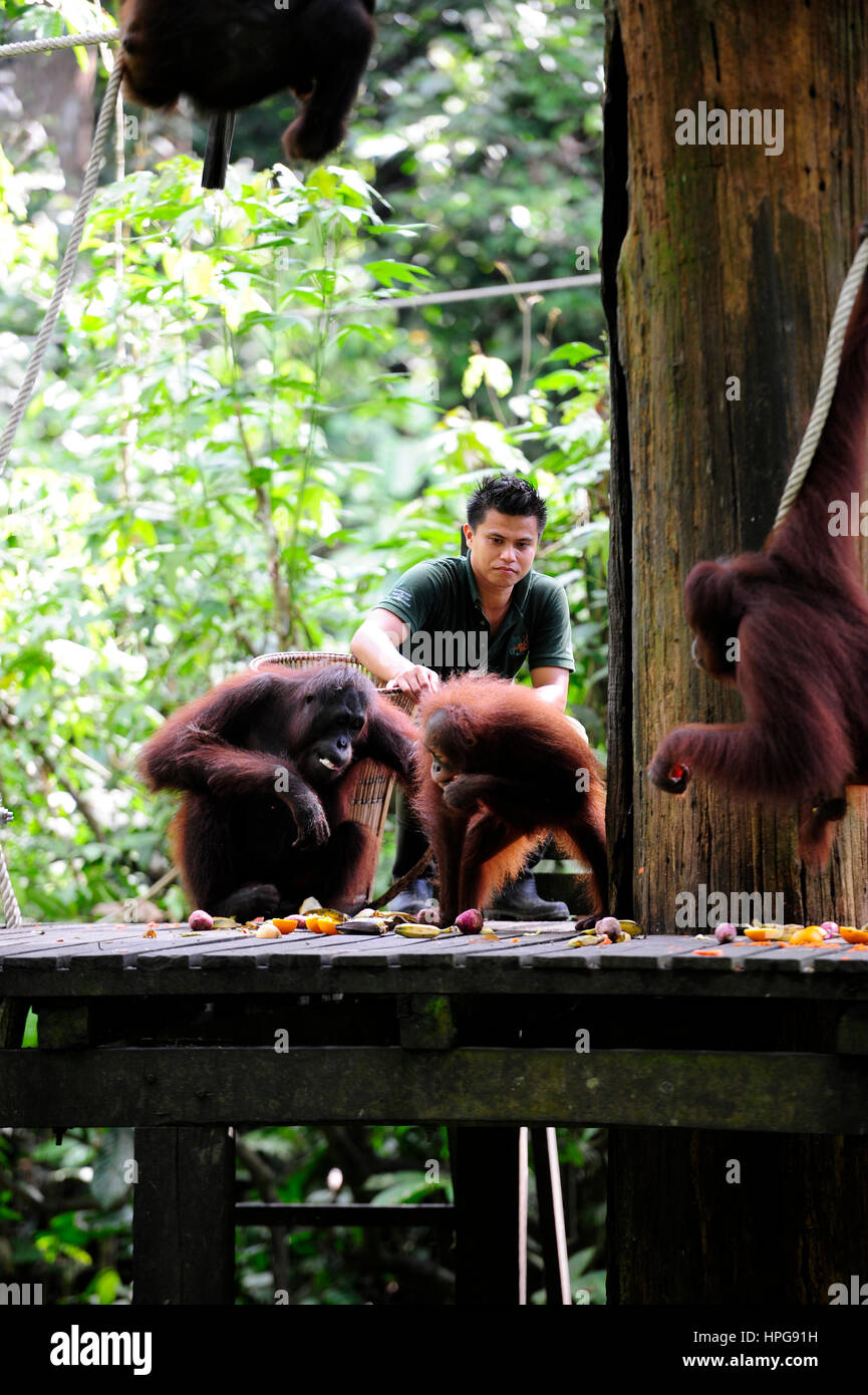 South-East Asia, Malaysia, Borneo, Sabah, Sepilok caring center for ...