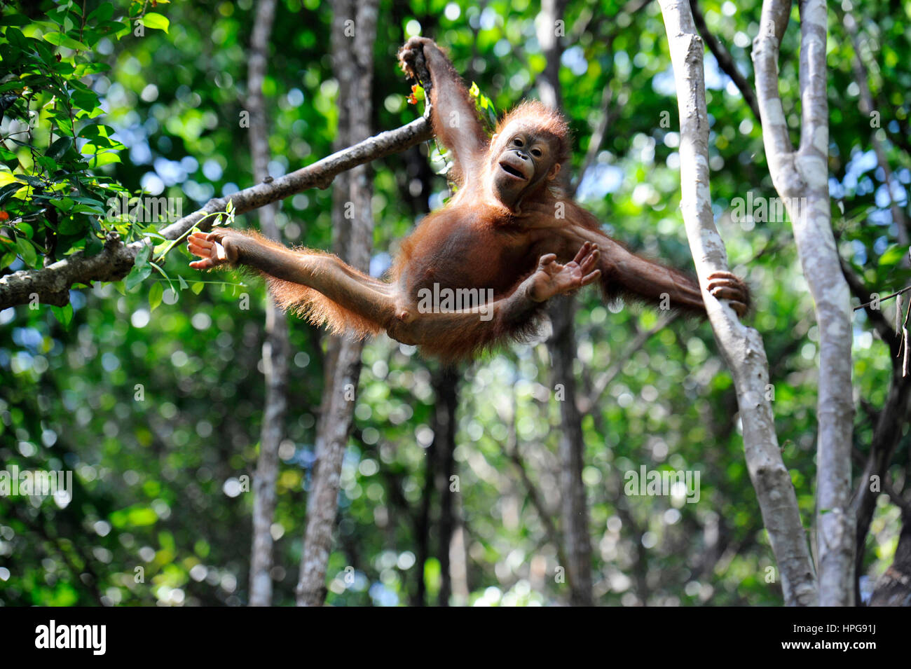 South-East Asia, Malaysia, Borneo, Sabah, Sepilok caring center for ...
