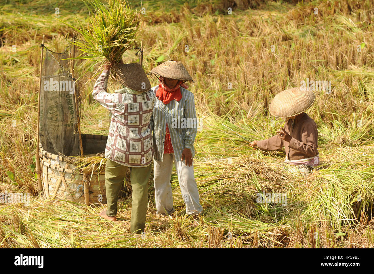 Farmers fighting hi-res stock photography and images - Alamy