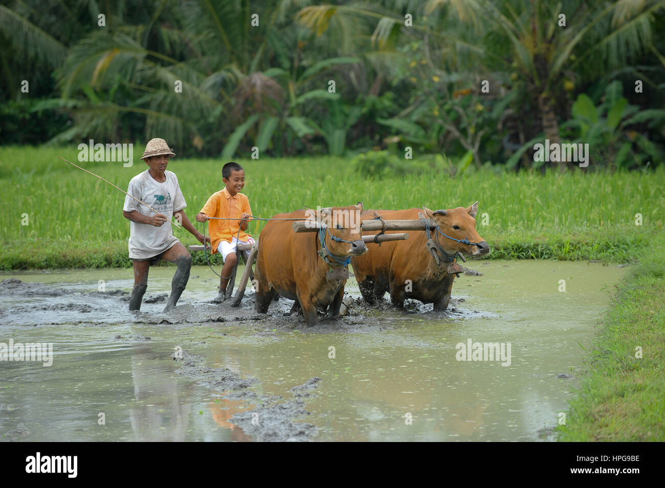 How does rice grow hi-res stock photography and images - Alamy