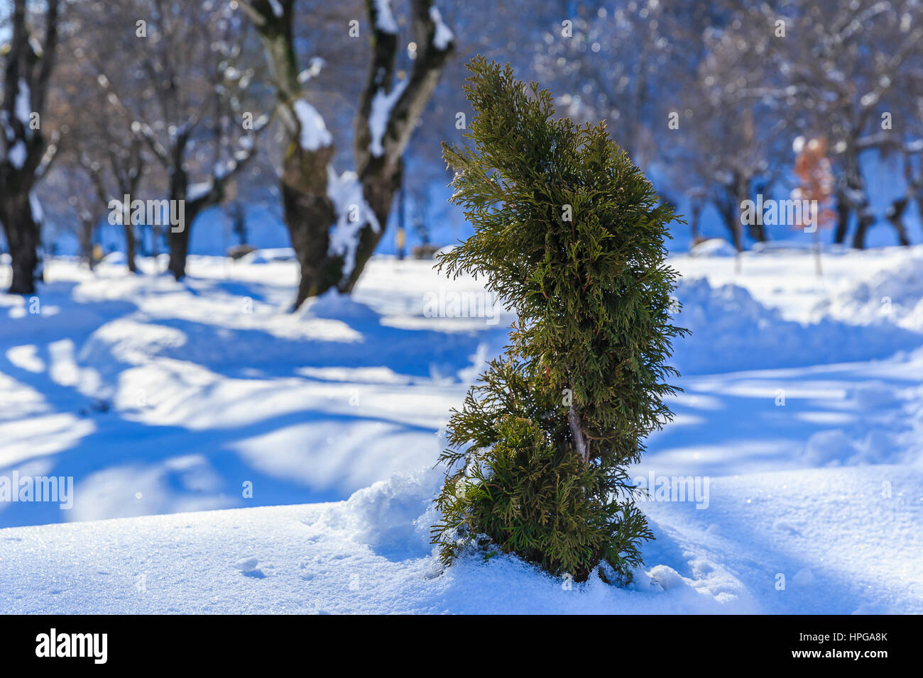 A young tree in winter Stock Photo - Alamy