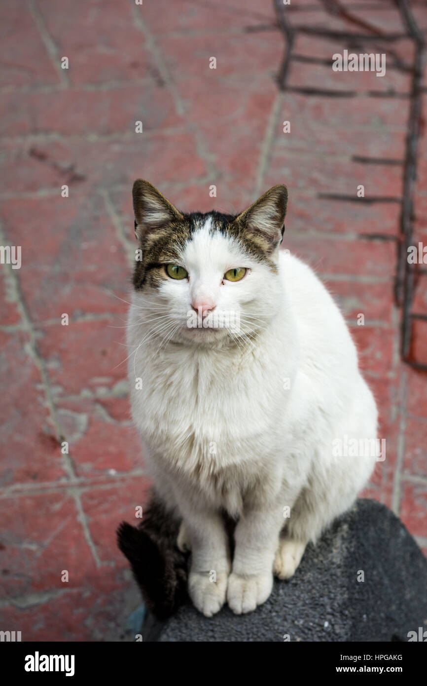 Street cat in Istanbul Stock Photo - Alamy