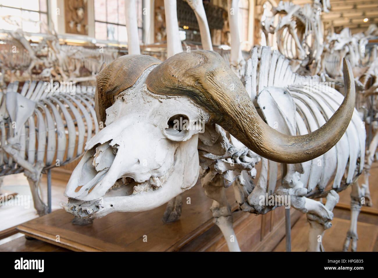 Buffalo skeleton hi-res stock photography and images - Alamy
