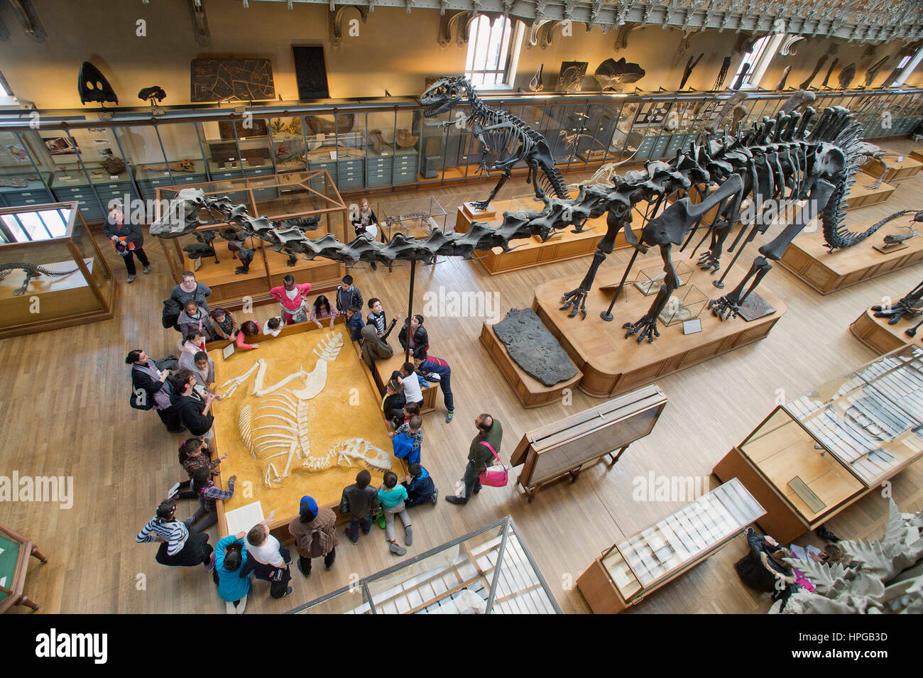 Natural history museum france fossil hi-res stock photography and ...
