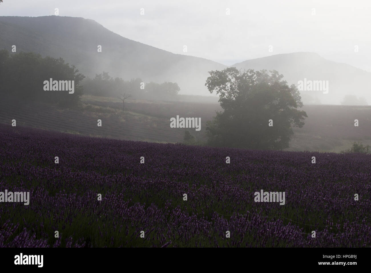 France, Drome, Provence, lavender field early in the morning after a ...