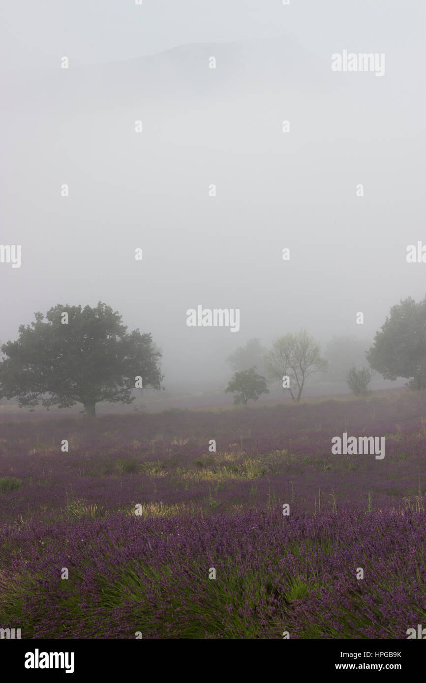 France, Drome, Provence, Lavender field early in the morning after a ...