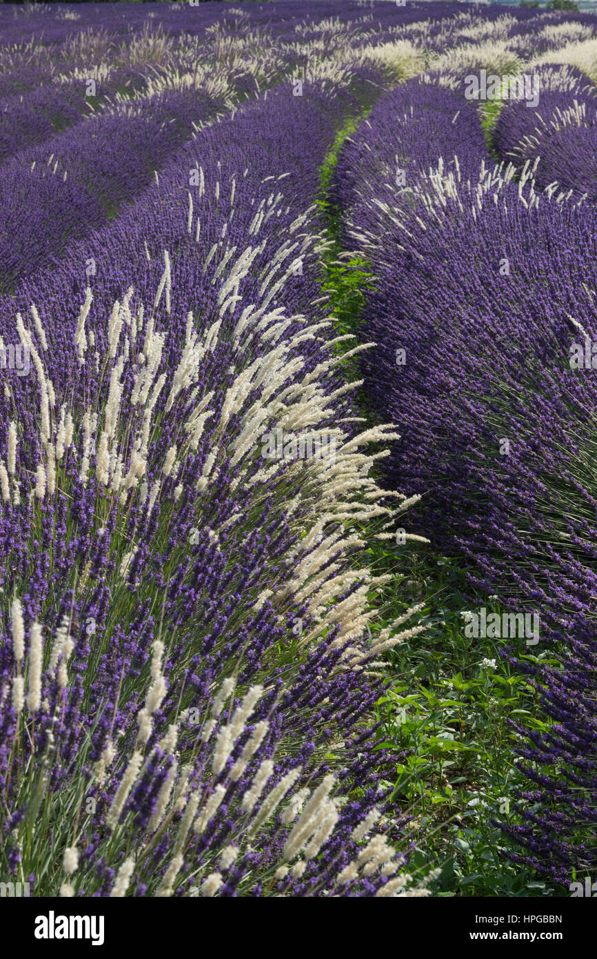 France, Drome, Provence, a lavender field sprinkled with white grass ...