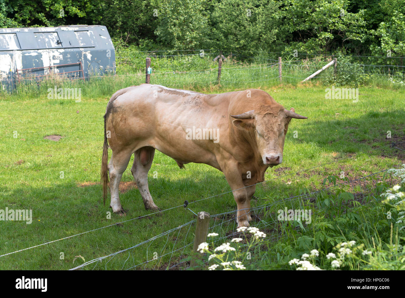 very muscular limousine bull in a dutch meadow Stock Photo - Alamy