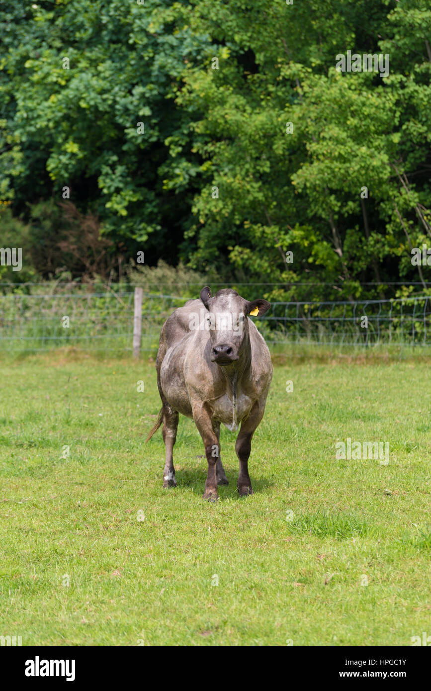 single cow looking at the photographer Stock Photo - Alamy