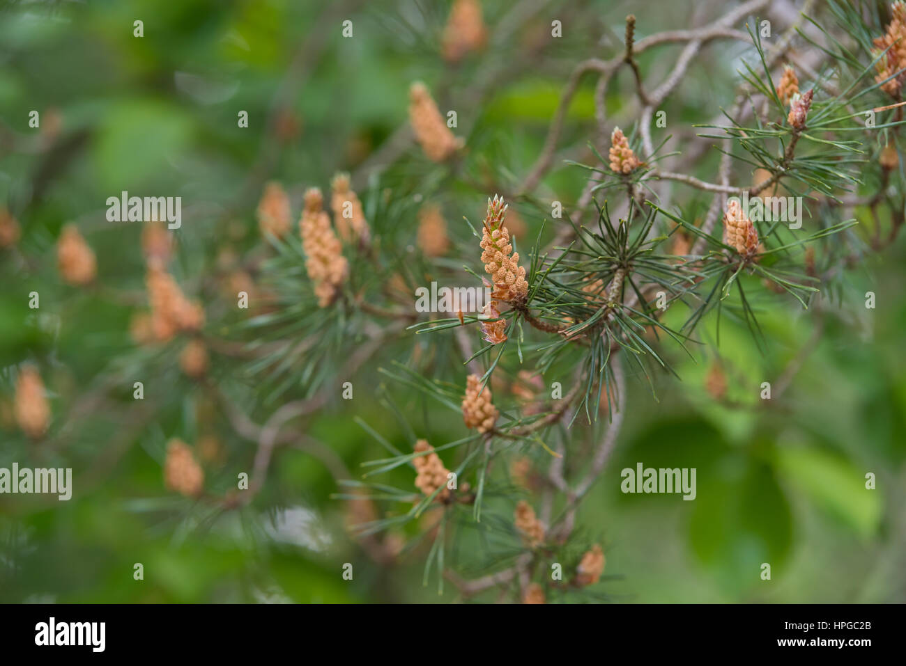 pollen of the stone pine tree Stock Photo - Alamy