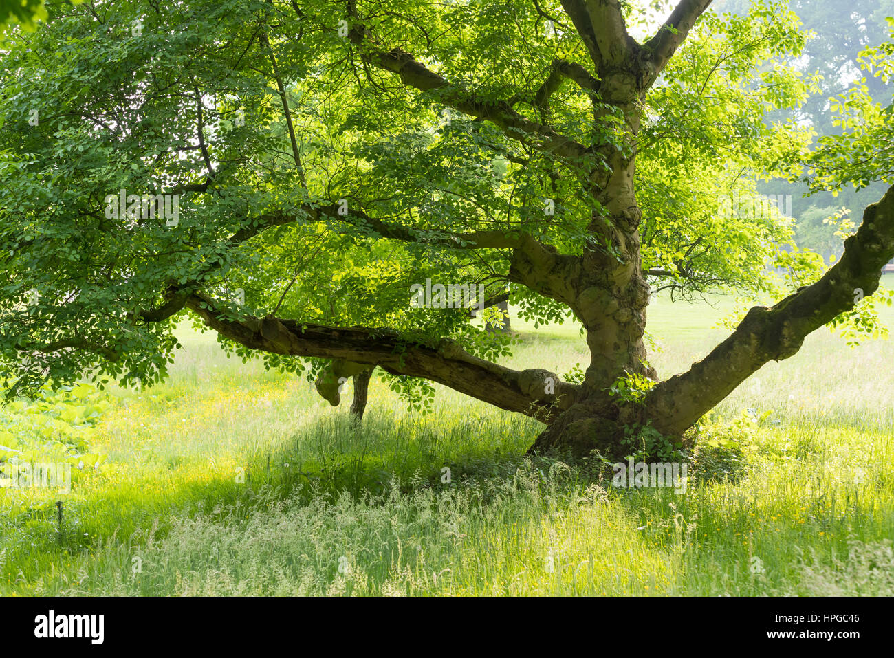 beautiful old tree in a park in the netherlands Stock Photo - Alamy