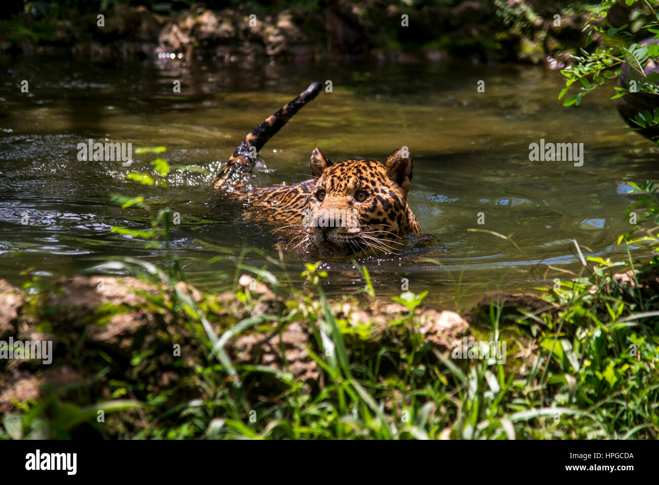 Jaguar (Panthera onca), Brazil Stock Photo - Alamy