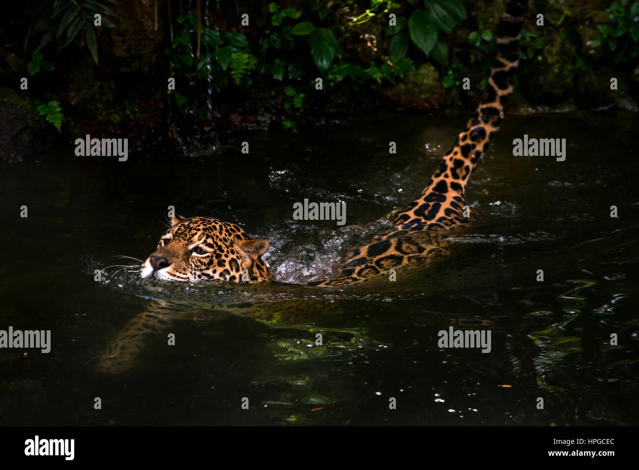 Jaguar (Panthera onca), Brazil Stock Photo - Alamy