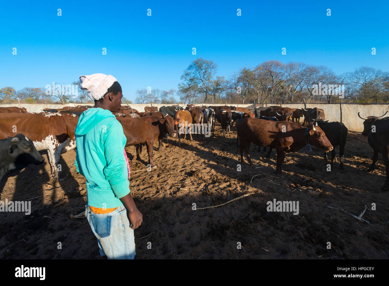 Livestock boma hi-res stock photography and images - Alamy
