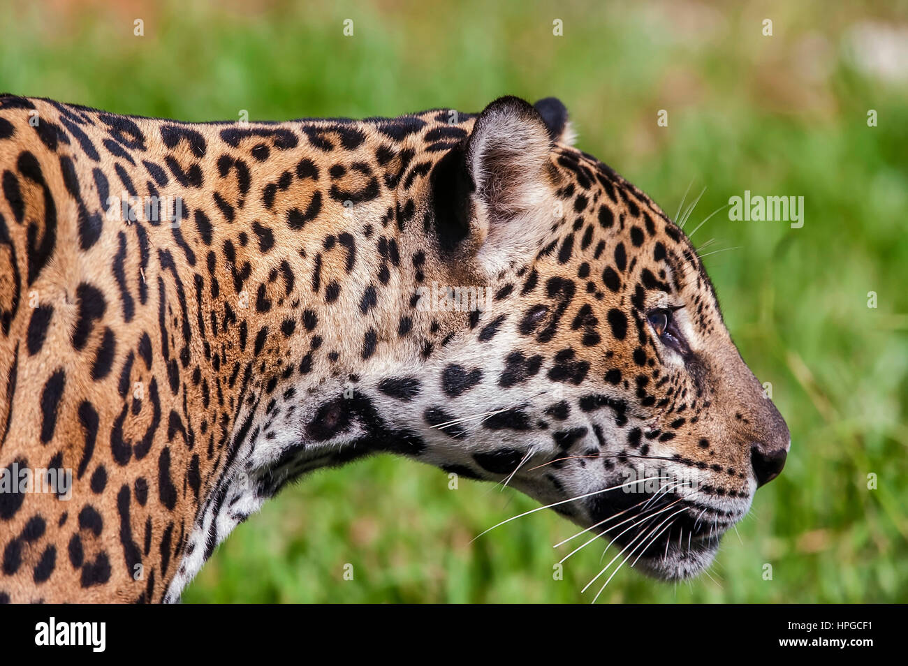 Jaguar (Panthera onca), Brazil Stock Photo - Alamy