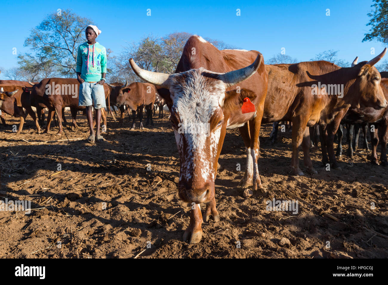 Cattle in a kraal hi-res stock photography and images - Alamy
