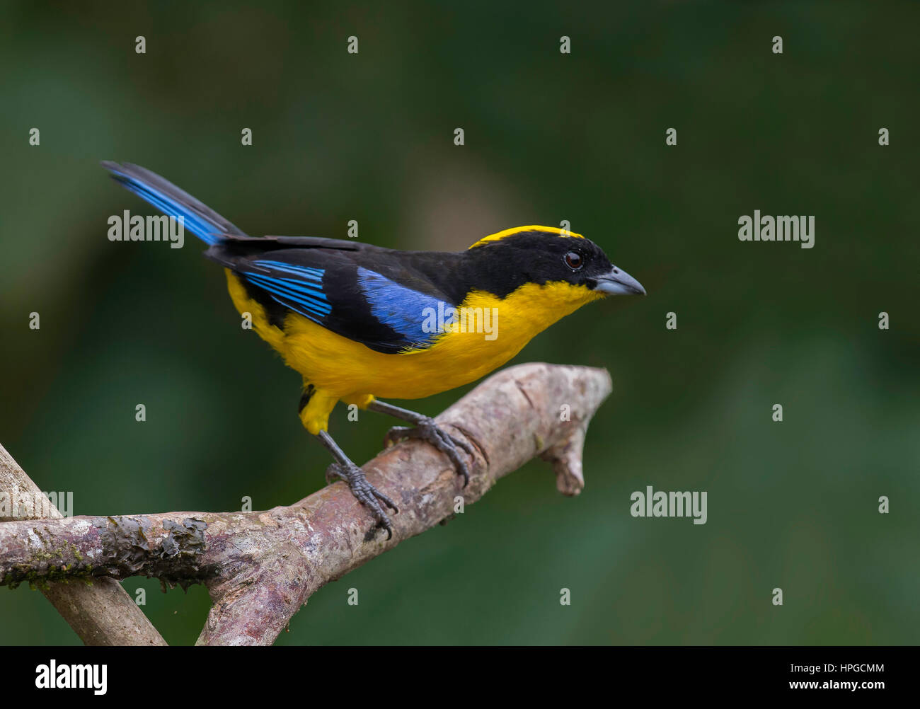 Bird, South America Stock Photo - Alamy