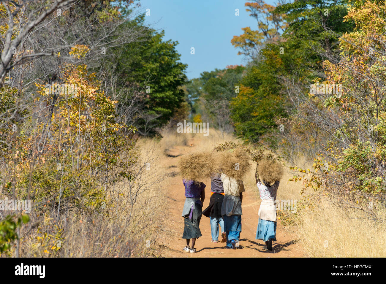 Thatching grass hi-res stock photography and images - Alamy