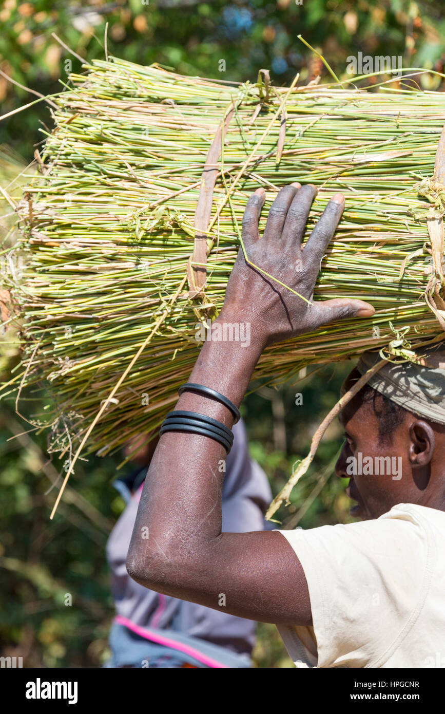 African woman collect grass for thatching in Zimbabwe Stock Photo - Alamy