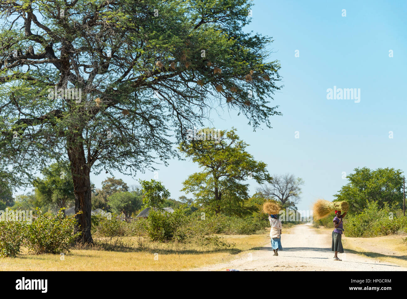 African woman collect grass for thatching in Zimbabwe Stock Photo - Alamy