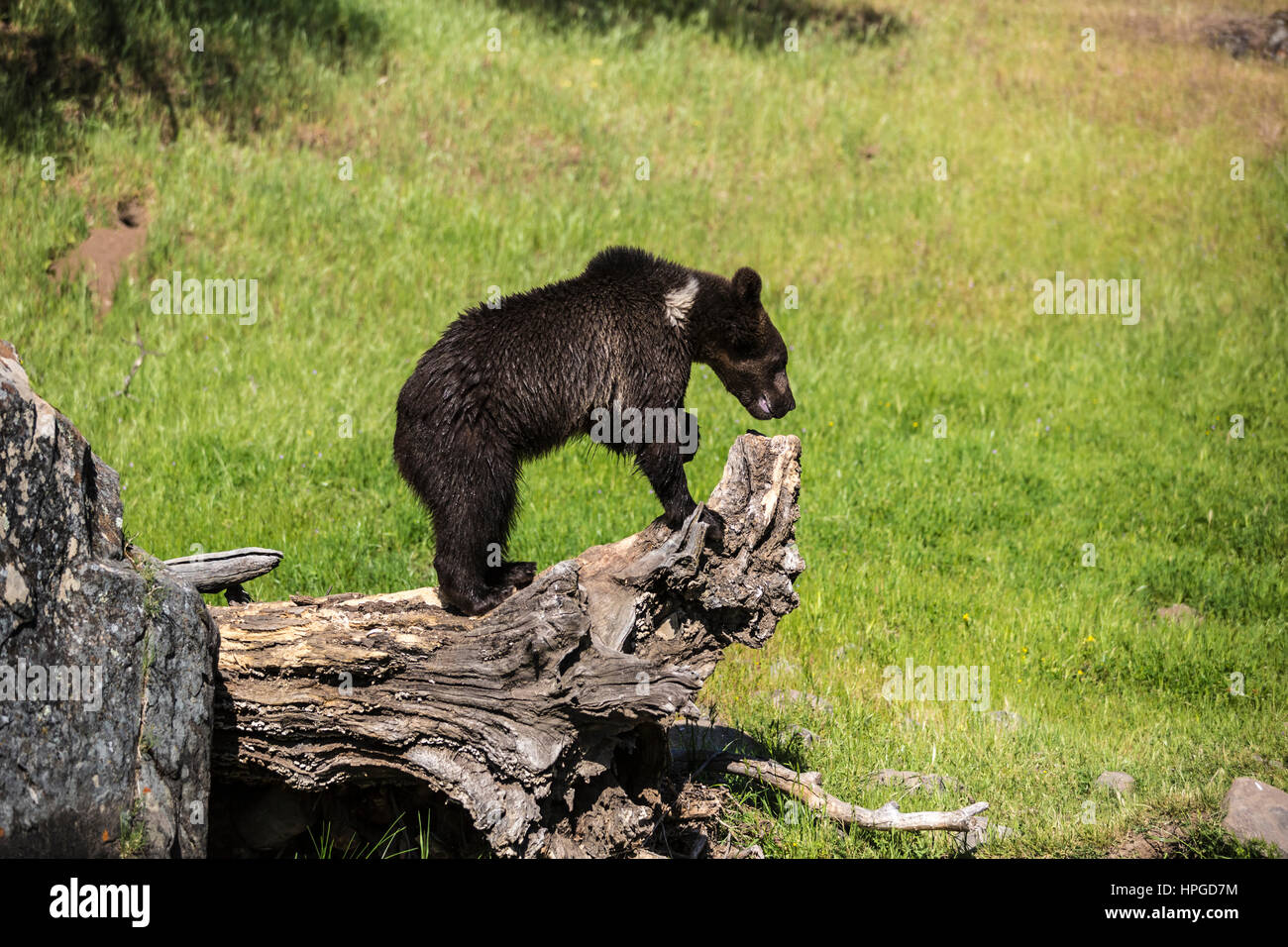 young male grizzly bear on dead tree stump with rock Stock Photo - Alamy