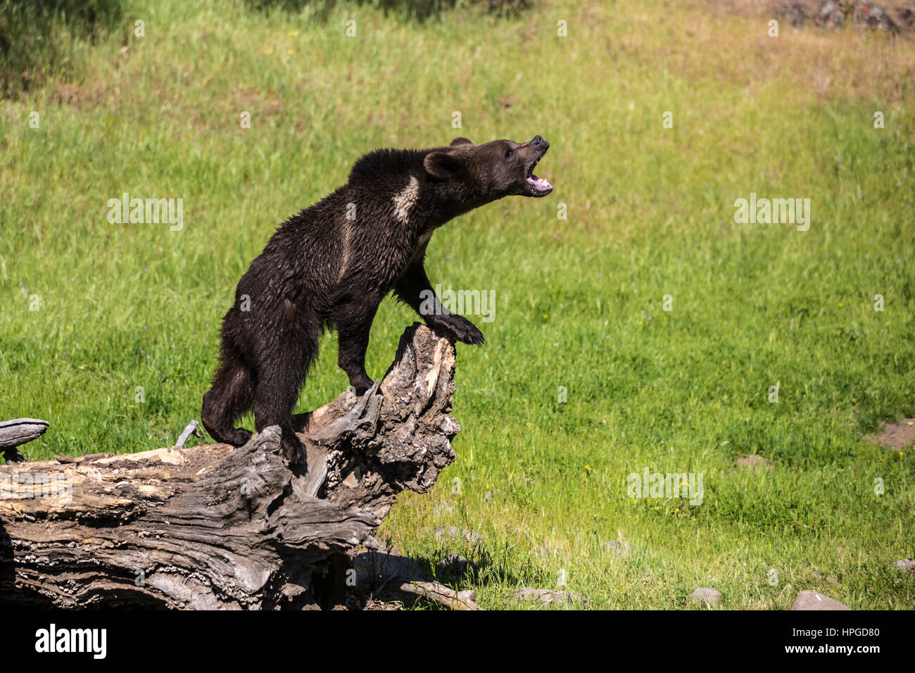 young male grizzly bear on dead tree stump with rock growling Stock ...