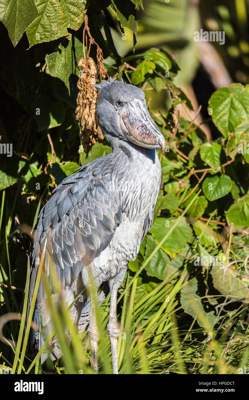 Shoebilled stork hi-res stock photography and images - Alamy