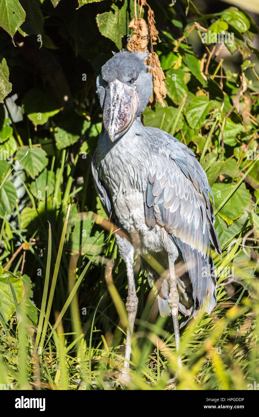 Shoebilled stork hi-res stock photography and images - Alamy