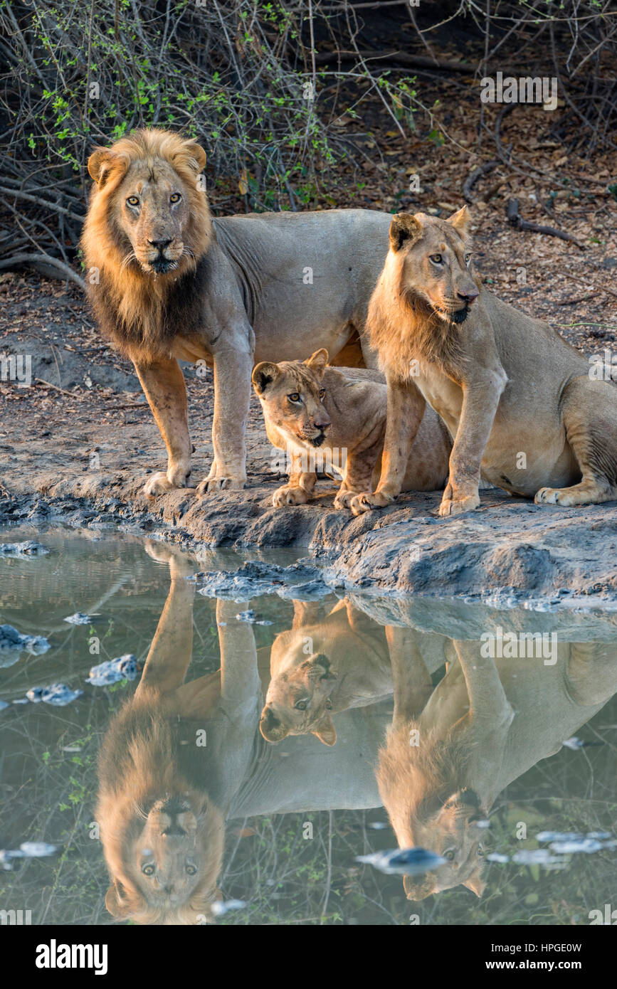Lions drinking pan in zimbabwes hi-res stock photography and images - Alamy