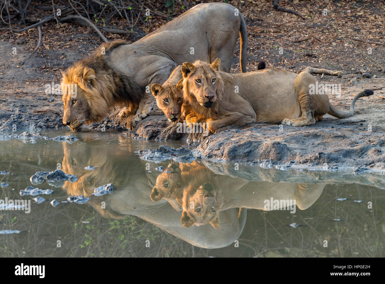 Lions drinking at a pan in Zimbabwe's Mana Pools National Park Stock ...