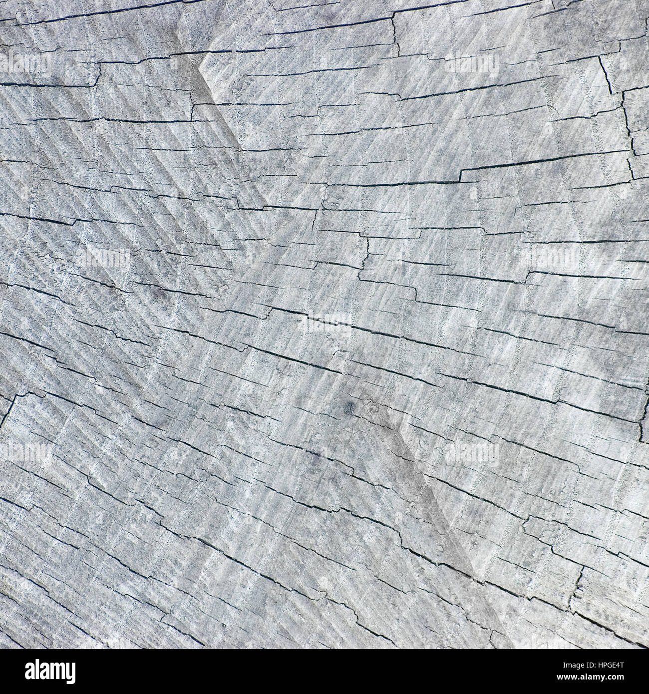 Natural Weathered Gray Tree Stump Cut Texture, Large Detailed ...