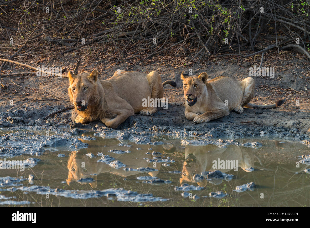 Lions drinking pan in zimbabwes hi-res stock photography and images - Alamy