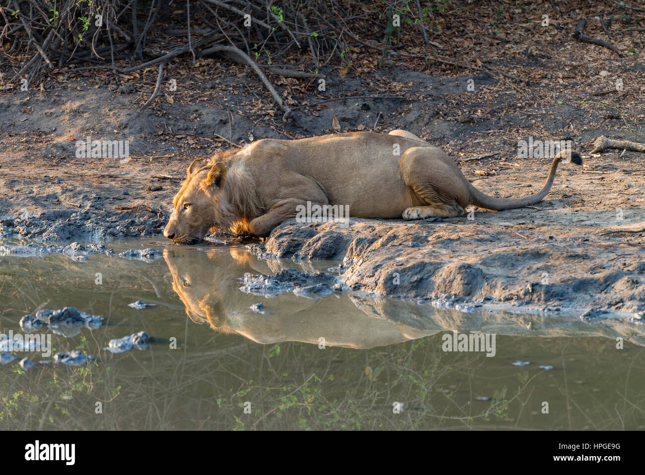 Lions drinking at a pan in Zimbabwe's Mana Pools National Park Stock ...