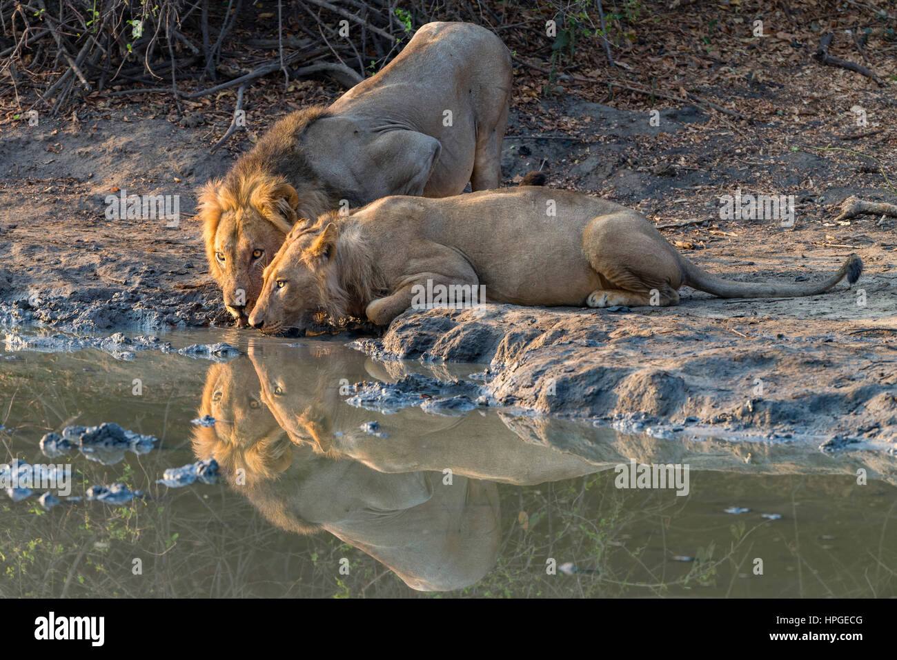 Lions drinking at a pan in Zimbabwe's Mana Pools National Park Stock ...