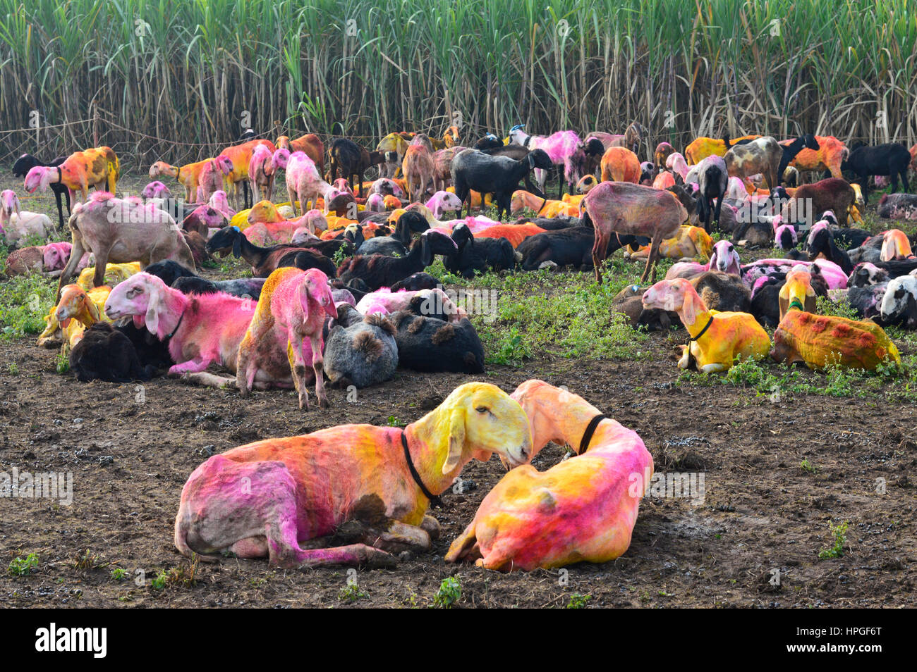 Goat fort hi-res stock photography and images - Alamy