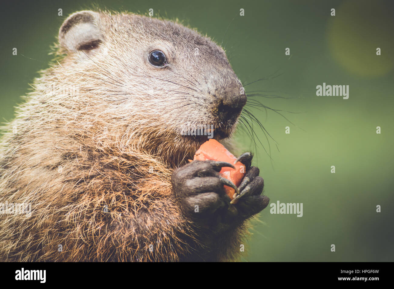Adorable and funny young Groundhog (Marmota Monax) in grass Stock Photo ...
