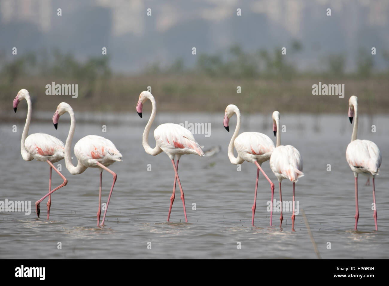 Indian flamingos hi-res stock photography and images - Alamy