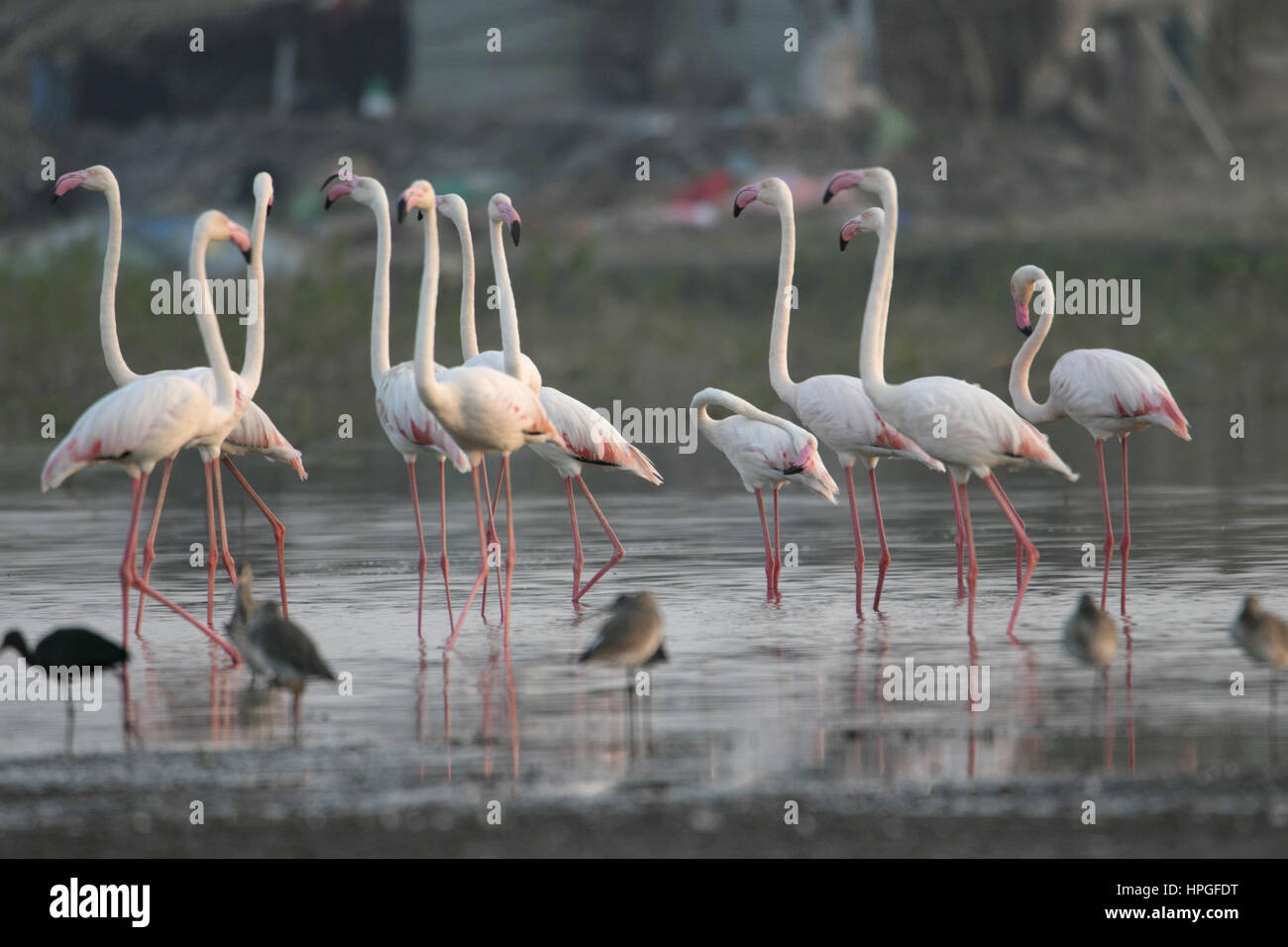 Indian flamingos hi-res stock photography and images - Alamy