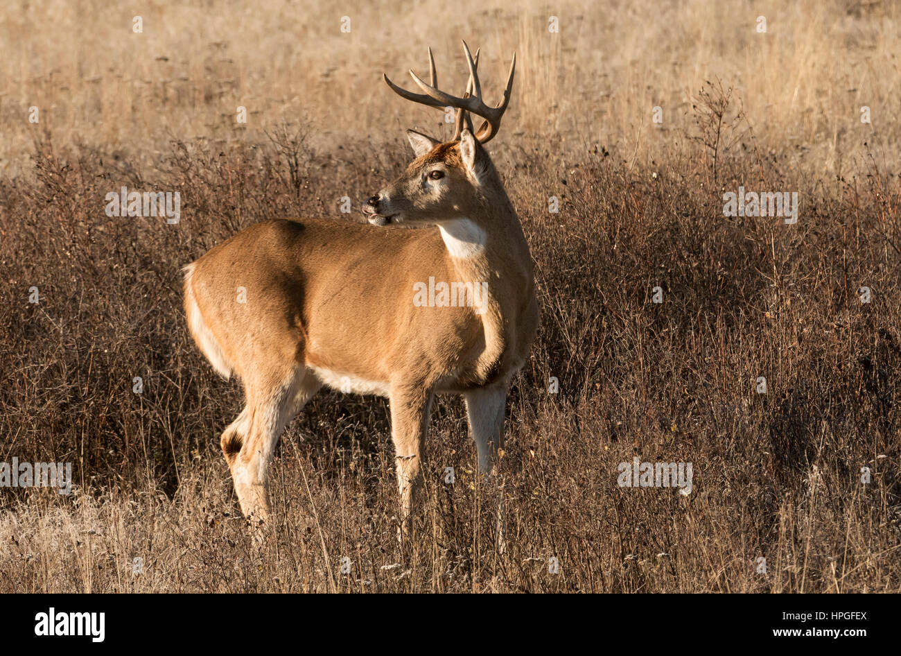 Whitetail Deer, Buck, National Bison Range, Montana Stock Photo - Alamy