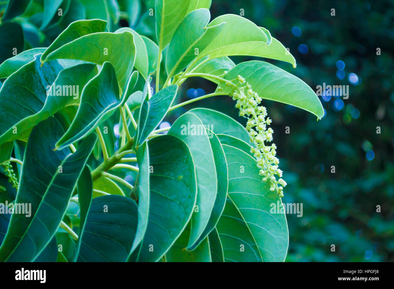 Harmony plant hi-res stock photography and images - Alamy