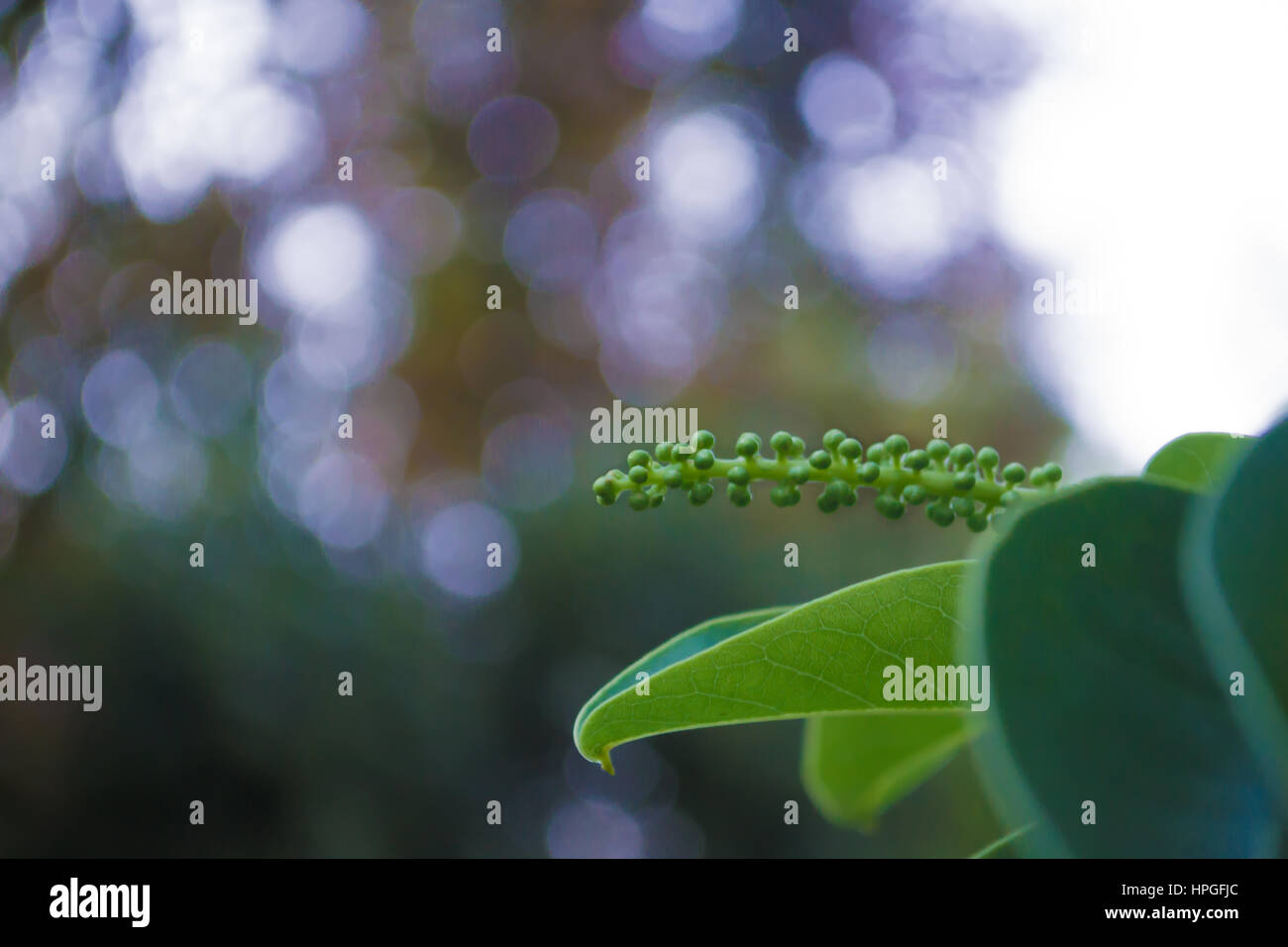 Close up of a green plant with an unfocused background Stock Photo - Alamy